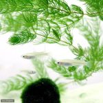 5分でわかる！メダカの形質（特徴）①体型・体色・鱗＜メダカの教室18限目＞ | AQUALASSIC
