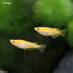 5分でわかる！メダカの形質（特徴）①体型・体色・鱗＜メダカの教室18限目＞ | AQUALASSIC