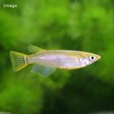 5分でわかる！メダカの形質（特徴）①体型・体色・鱗＜メダカの教室18限目＞ | AQUALASSIC