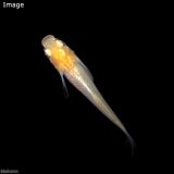 5分でわかる！メダカの形質（特徴）①体型・体色・鱗＜メダカの教室18限目＞ | AQUALASSIC
