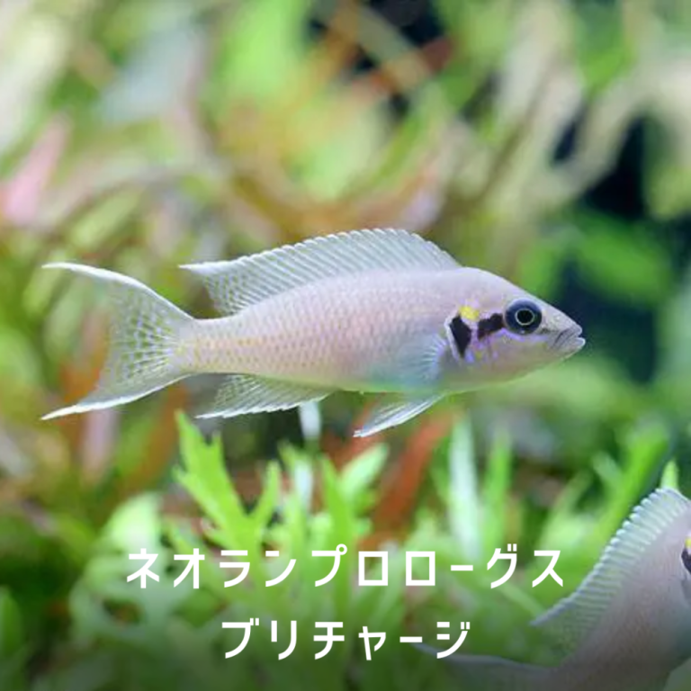 ネオランプロローグス・ブリチャージ | AQUALASSIC