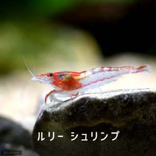 ルリーシュリンプ | AQUALASSIC