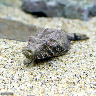 飼い込む楽しさを味わおう！30cm水槽で単独飼育がおすすめな熱帯魚9選 | AQUALASSIC