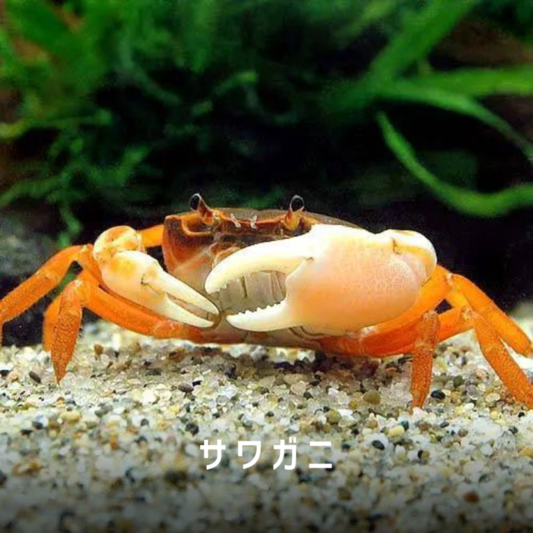 清流の使者・サワガニ＜カニ解説＞ | AQUALASSIC