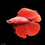 5分でわかる！メダカの形質（特徴）①体型・体色・鱗＜メダカの教室18限目＞ | AQUALASSIC