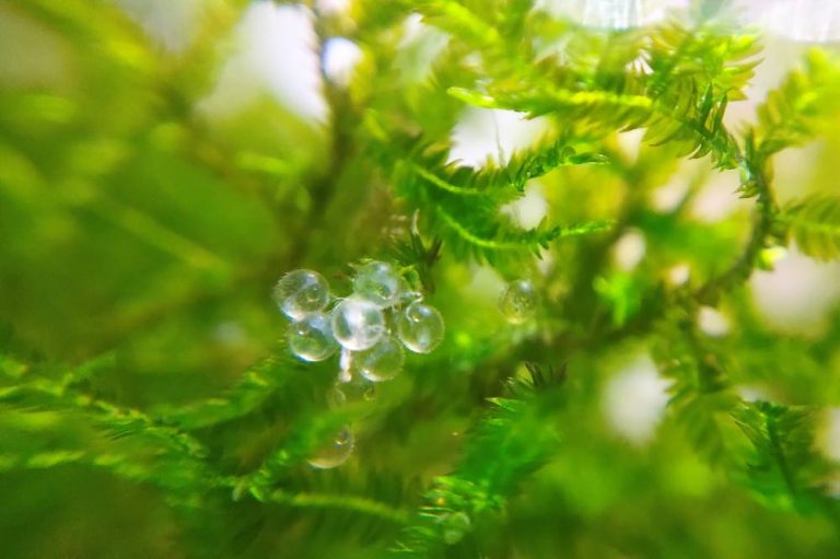 5分でわかる！メダカがふ化しない無精卵の原因と見分け方＜メダカの教室19限目＞ | AQUALASSIC