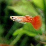 5分でわかる！メダカの形質（特徴）②目の色と形＜メダカの教室20限目＞ | AQUALASSIC