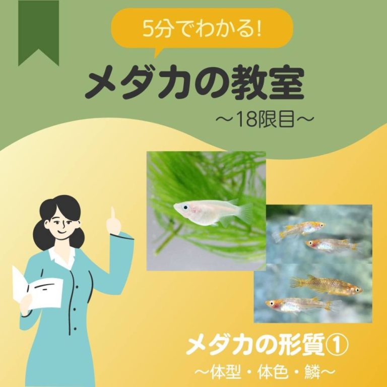 5分でわかる！メダカがふ化しない無精卵の原因と見分け方＜メダカの教室19限目＞ | AQUALASSIC