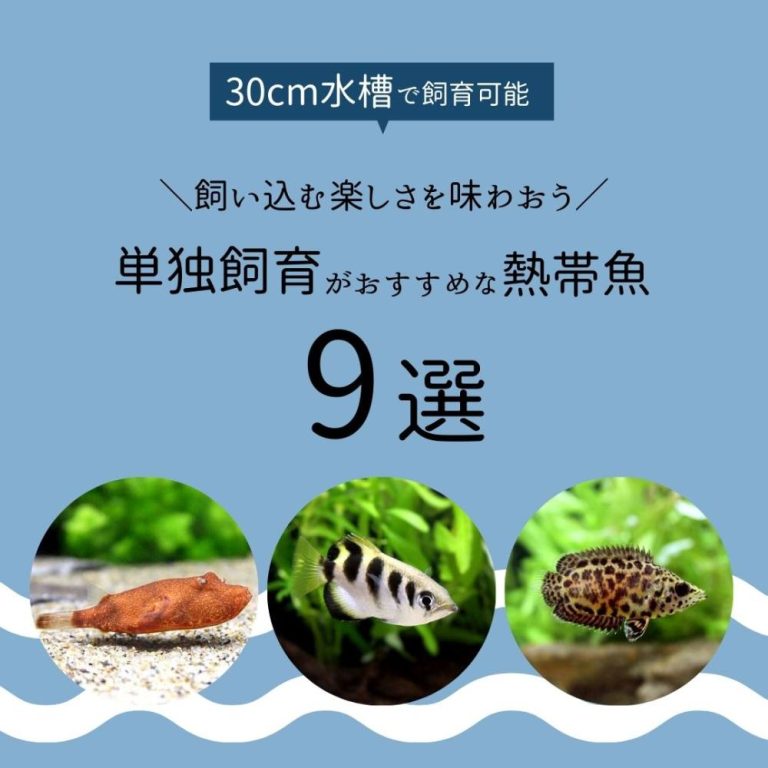 飼い込む楽しさを味わおう！30cm水槽で単独飼育がおすすめな熱帯魚9選 | AQUALASSIC