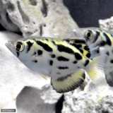 飼い込む楽しさを味わおう！30cm水槽で単独飼育がおすすめな熱帯魚9選 | AQUALASSIC