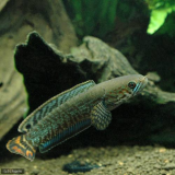 飼い込む楽しさを味わおう！30cm水槽で単独飼育がおすすめな熱帯魚9選 | AQUALASSIC