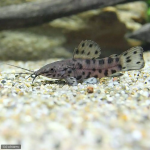 飼い込む楽しさを味わおう！30cm水槽で単独飼育がおすすめな熱帯魚9選 | AQUALASSIC