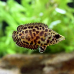 飼い込む楽しさを味わおう！30cm水槽で単独飼育がおすすめな熱帯魚9選 | AQUALASSIC