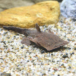 飼い込む楽しさを味わおう！30cm水槽で単独飼育がおすすめな熱帯魚9選 | AQUALASSIC