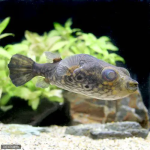 飼い込む楽しさを味わおう！30cm水槽で単独飼育がおすすめな熱帯魚9選 | AQUALASSIC