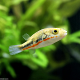 飼い込む楽しさを味わおう！30cm水槽で単独飼育がおすすめな熱帯魚9選 | AQUALASSIC