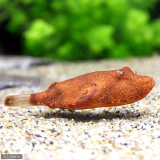 飼い込む楽しさを味わおう！30cm水槽で単独飼育がおすすめな熱帯魚9選 | AQUALASSIC