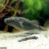 飼い込む楽しさを味わおう！30cm水槽で単独飼育がおすすめな熱帯魚9選 | AQUALASSIC