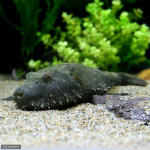 飼い込む楽しさを味わおう！30cm水槽で単独飼育がおすすめな熱帯魚9選 | AQUALASSIC