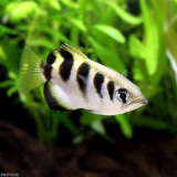 飼い込む楽しさを味わおう！30cm水槽で単独飼育がおすすめな熱帯魚9選 | AQUALASSIC