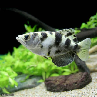 飼い込む楽しさを味わおう！30cm水槽で単独飼育がおすすめな熱帯魚9選 | AQUALASSIC