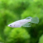 5分でわかる！メダカの形質④ヒレ変化（スワロー、ヒレ長など）＜メダカの教室22限目＞ | AQUALASSIC