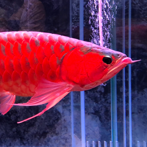 ベタだけじゃない。マジックリーフの効果・使い方 | AQUALASSIC