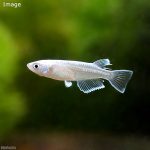 5分でわかる！メダカの形質④ヒレ変化（スワロー、ヒレ長など）＜メダカの教室22限目＞ | AQUALASSIC