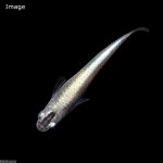 5分でわかる！メダカの形質④ヒレ変化（スワロー、ヒレ長など）＜メダカの教室22限目＞ | AQUALASSIC