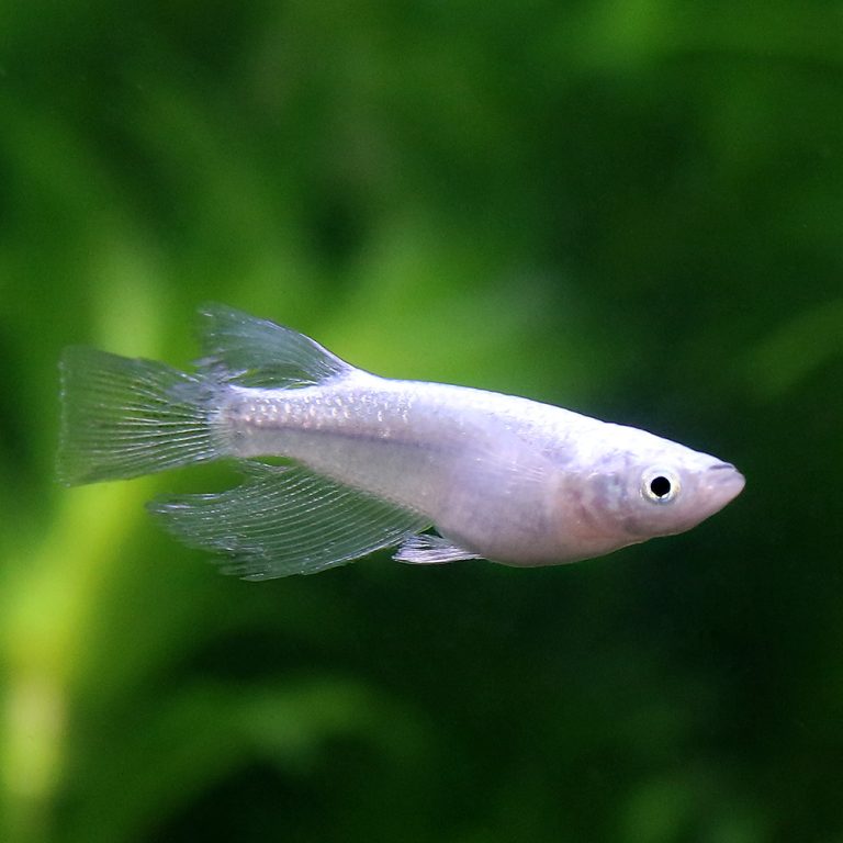 5分でわかる！メダカの形質④ヒレ変化（スワロー、ヒレ長など）＜メダカの教室22限目＞ | AQUALASSIC