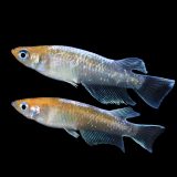 5分でわかる！メダカの形質④ヒレ変化（スワロー、ヒレ長など）＜メダカの教室22限目＞ | AQUALASSIC