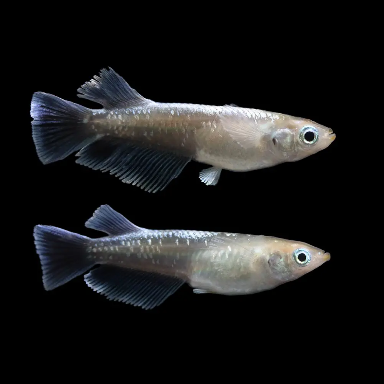 5分でわかる！メダカの形質④ヒレ変化（スワロー、ヒレ長など）＜メダカの教室22限目＞ | AQUALASSIC