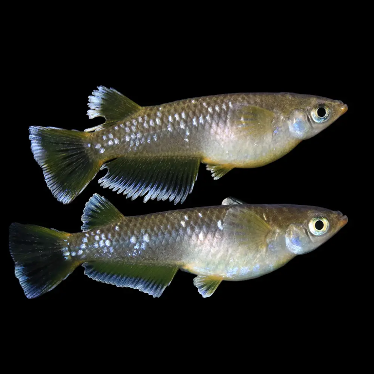 5分でわかる！メダカの形質④ヒレ変化（スワロー、ヒレ長など）＜メダカの教室22限目＞ | AQUALASSIC