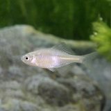 日本産淡水魚の世界 | AQUALASSIC